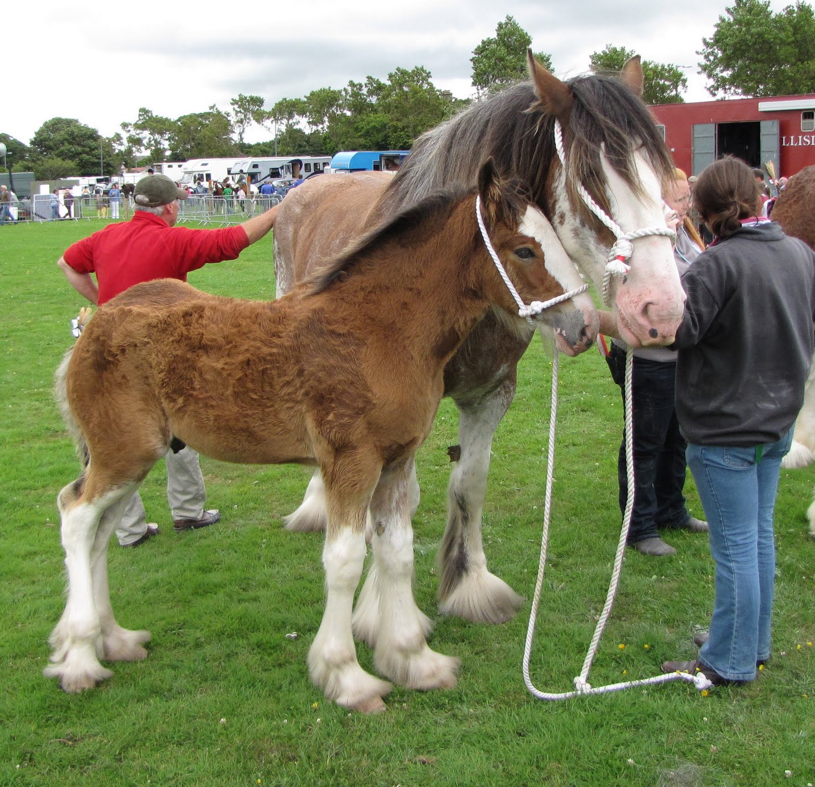 The Glebe Blog: Stranraer Show Pictures 2010