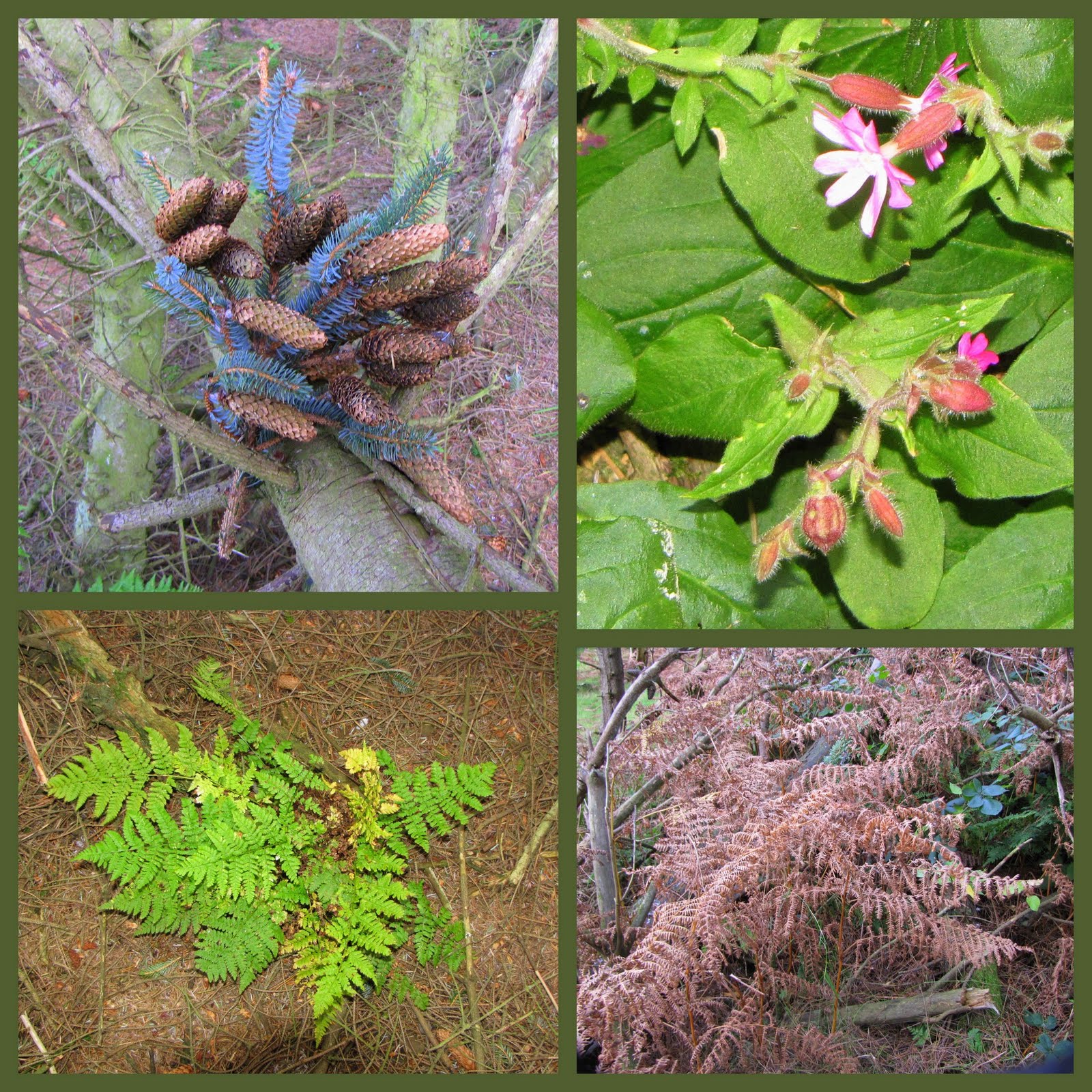 The Glebe Blog: Wigtownshire Ramblers-Torrs Warren and Supper at the ...