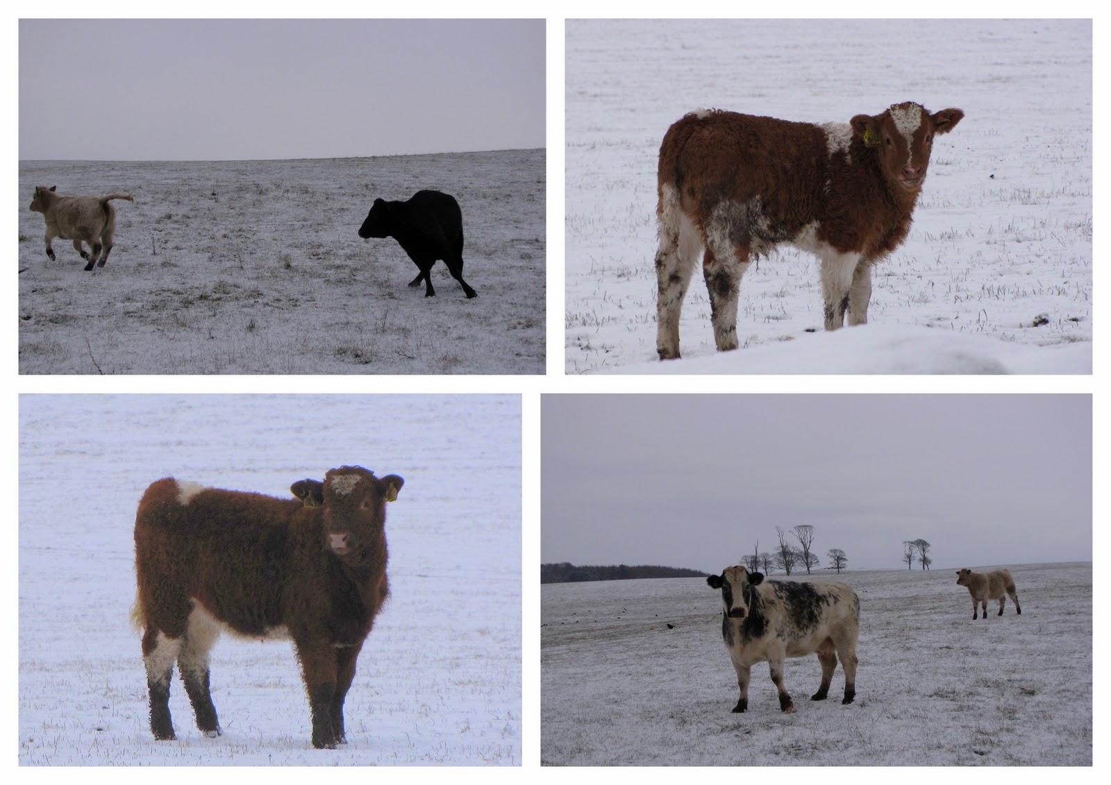 The Glebe Blog: Wigtownshire Ramblers-Stranraer Circular December 2010