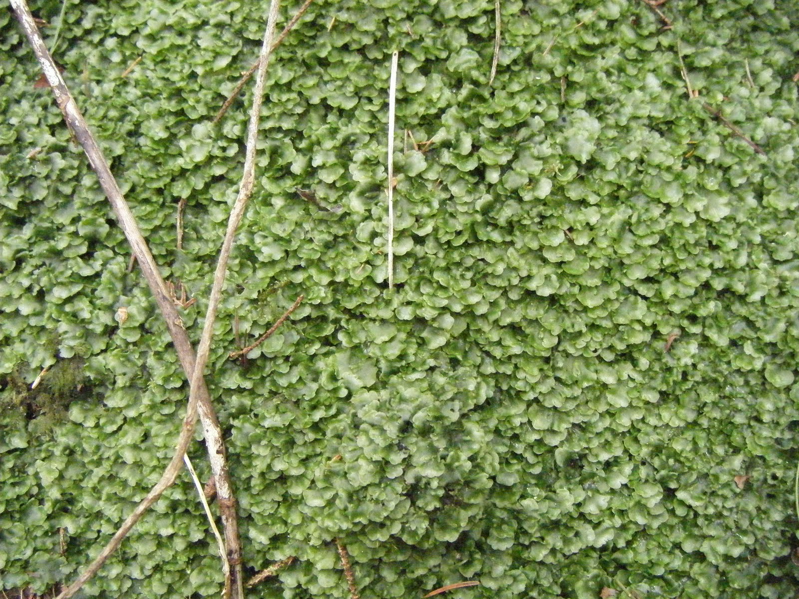 21stcenturynaturalist: Liverworts and Their Phytochemistry