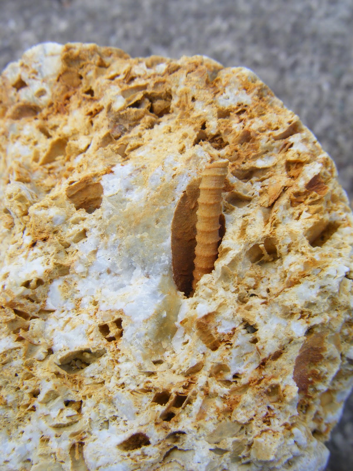 21stcenturynaturalist: Crinoid Stem Fossils