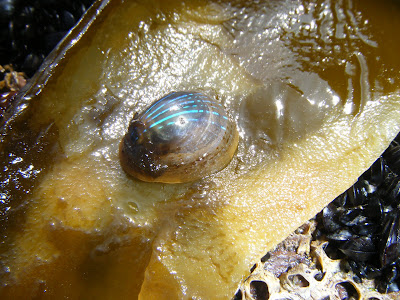 21stcenturynaturalist: The Blue Ray Limpet