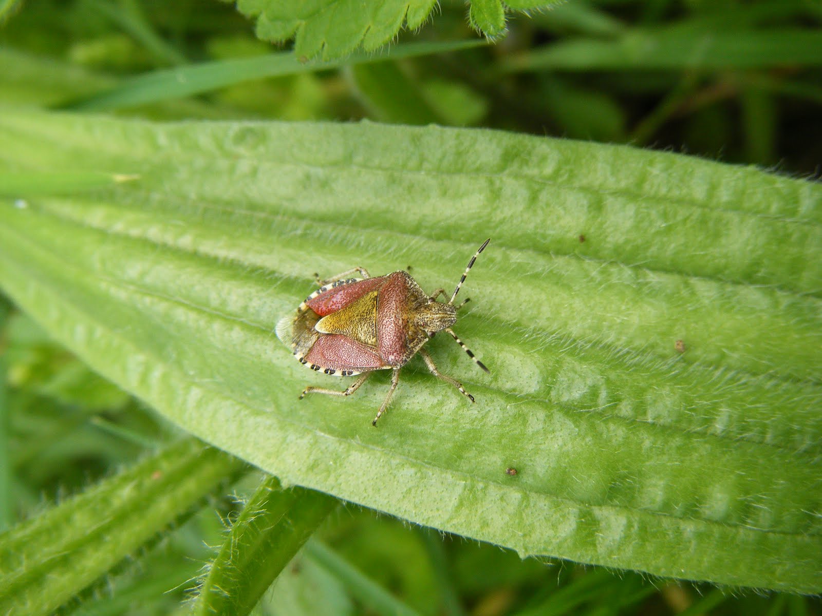 21stcenturynaturalist: A Selection of Shield Bugs