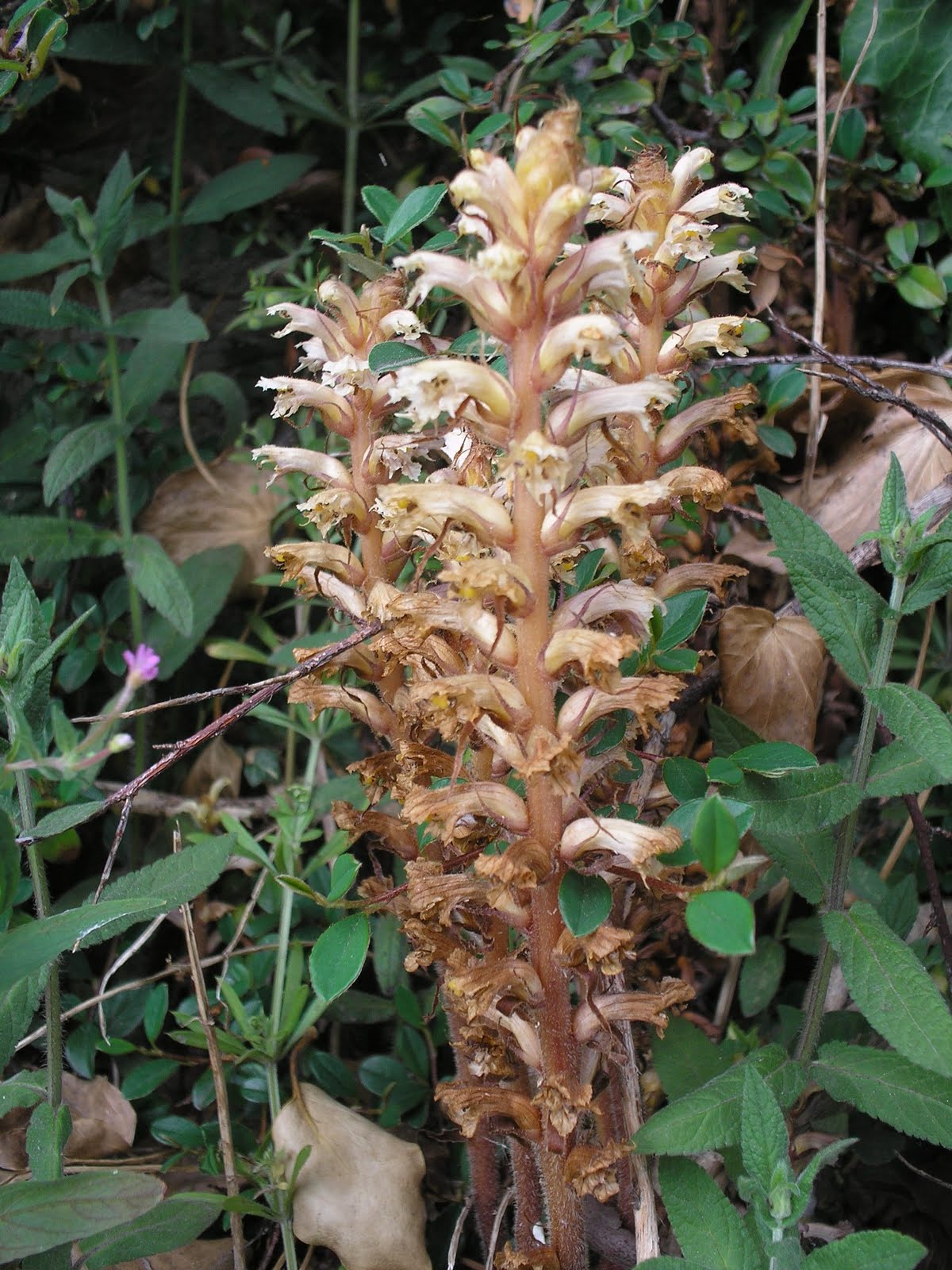 21stcenturynaturalist: Vampire Plants?