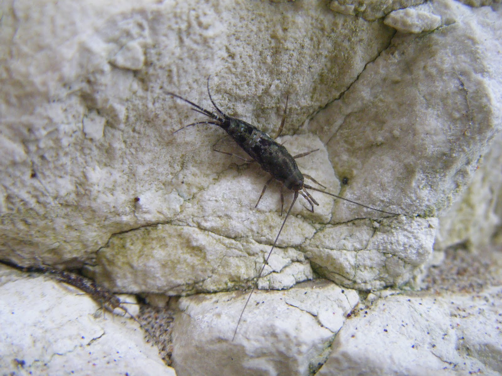 21stcenturynaturalist: Scuttle, Scuttle, Scuttle: Its a Bristletail