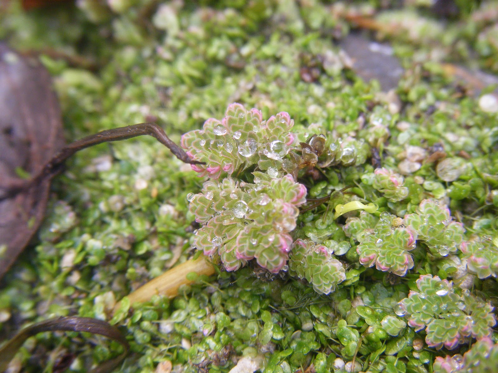 21stcenturynaturalist: Water Fern: A Useful Alien