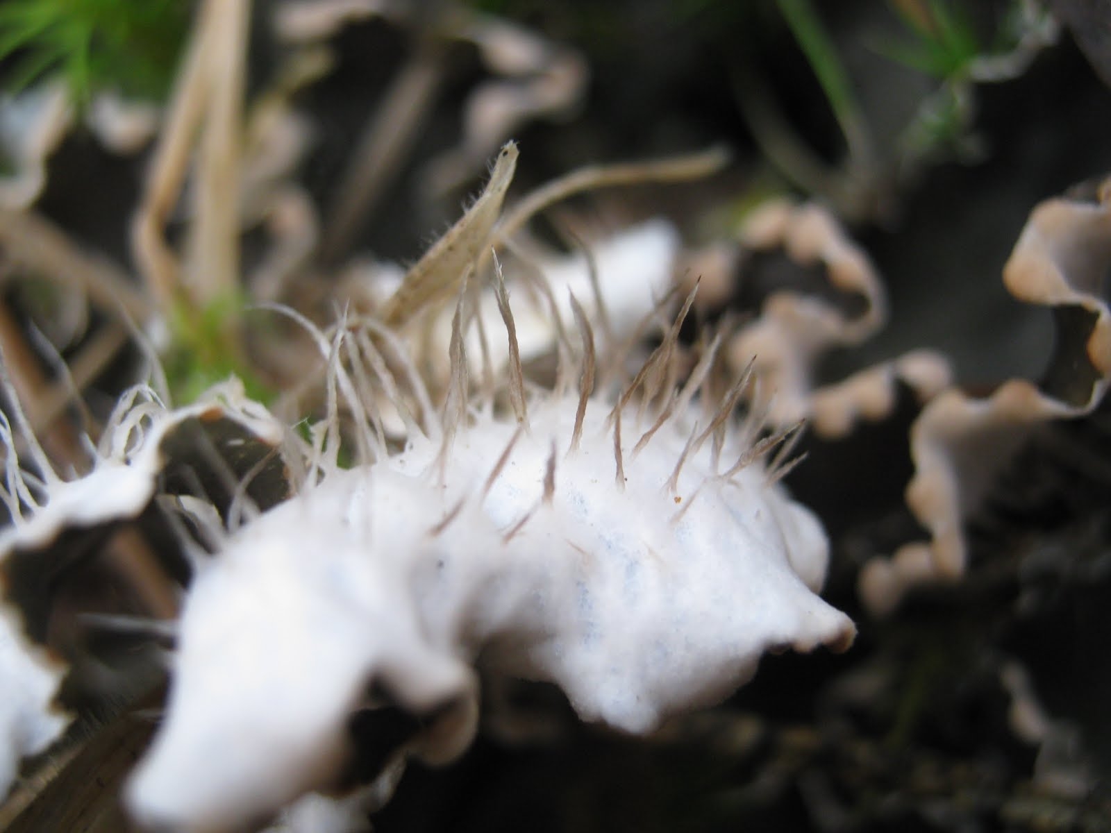 21stcenturynaturalist: Dog Lichen Out Muscles the Grass