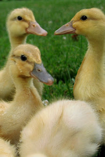 A Little Bit Country: Ducklings - One week old