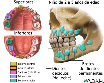ESTOMATOLOGIA INTEGRAL: DENTICIÓN TEMPORAL Y DENTICIÓN DEFINITIVA