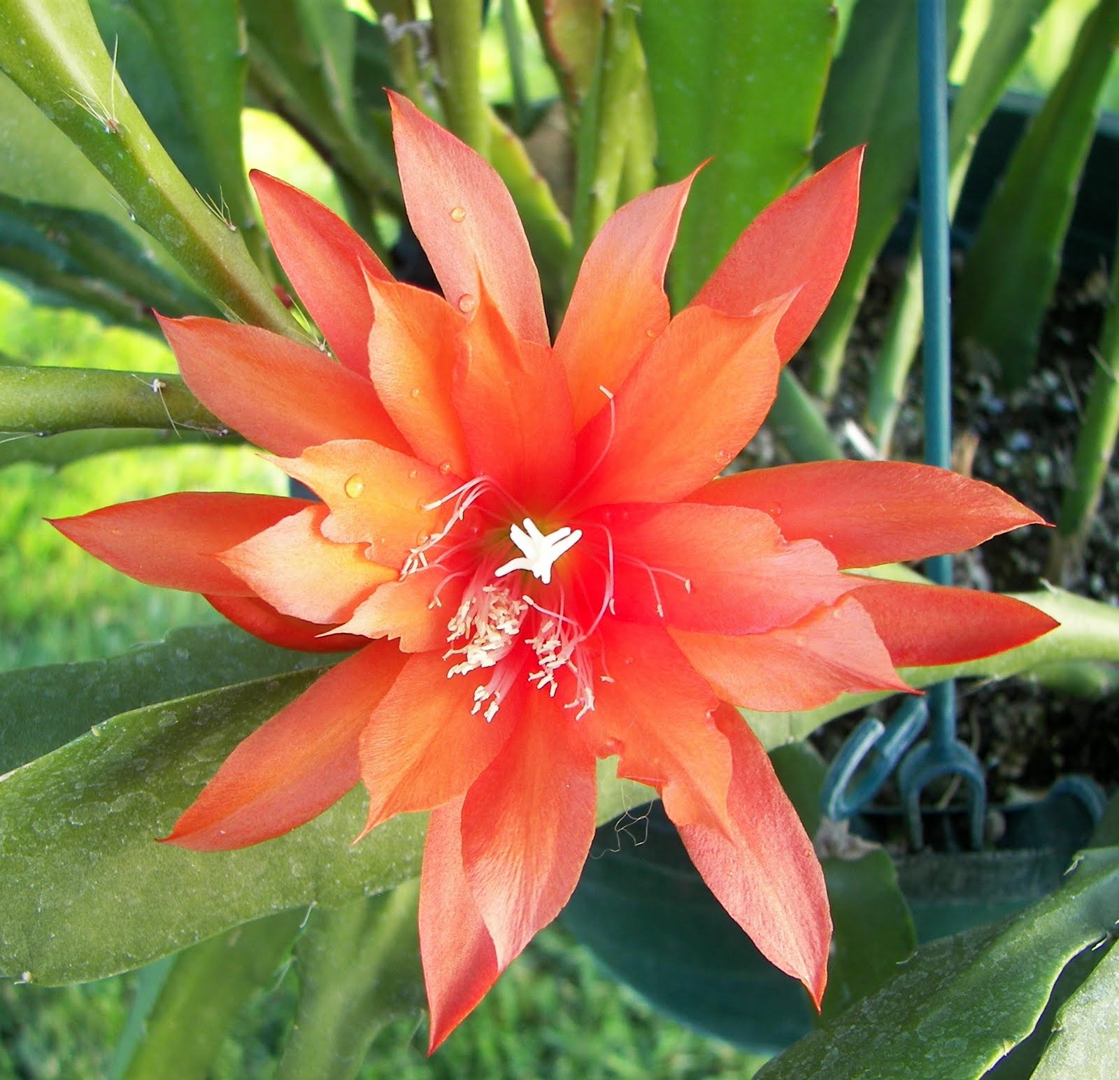 The Epiphyllum Garden Orange Icing the-epiphyllum-garden-orange-icing