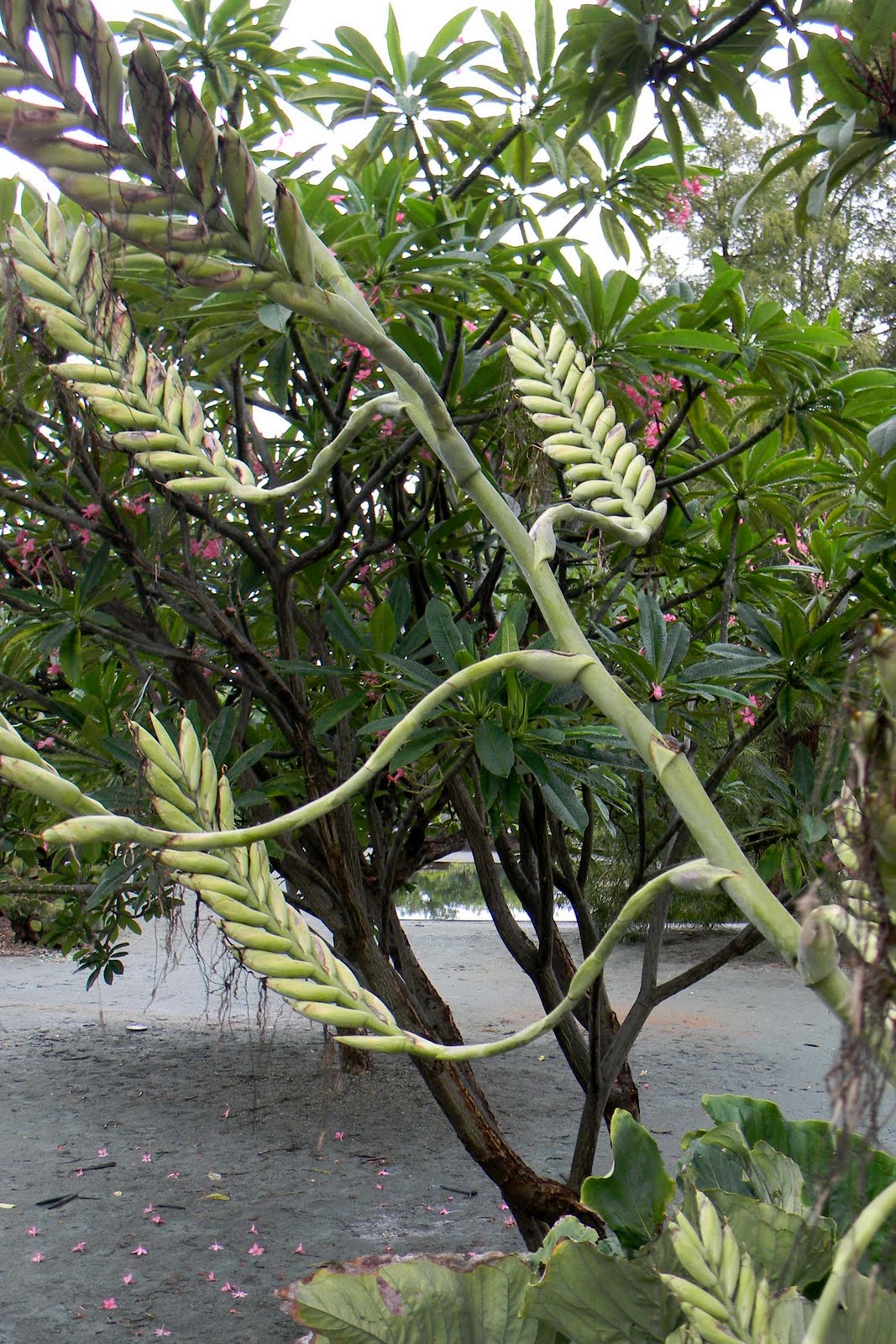 The Traveler Unaware