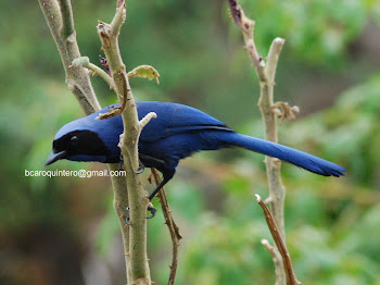 BIOTOURAVES DE VENEZUELA: EL GONZALITO