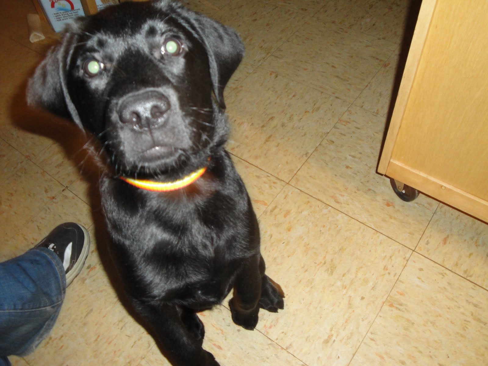 Tails of a CCI Puppy
