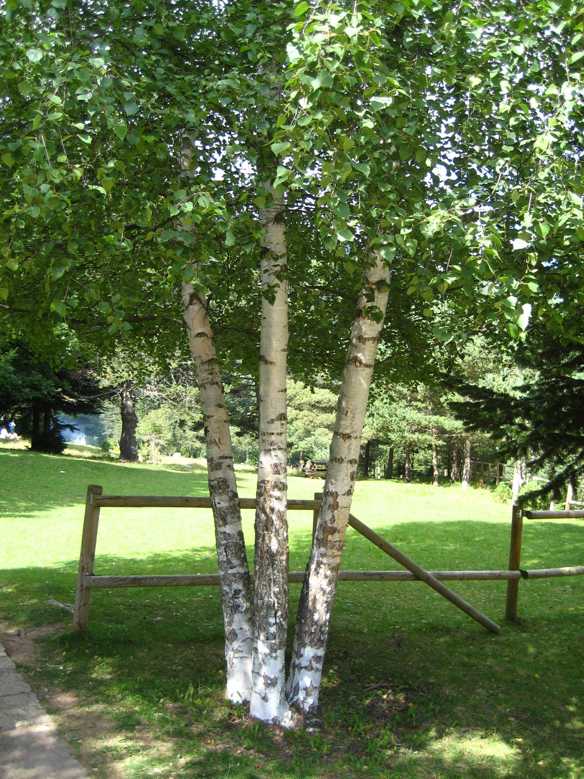 Árboles con alma: Abedul. Bedoll. (Betula péndula)