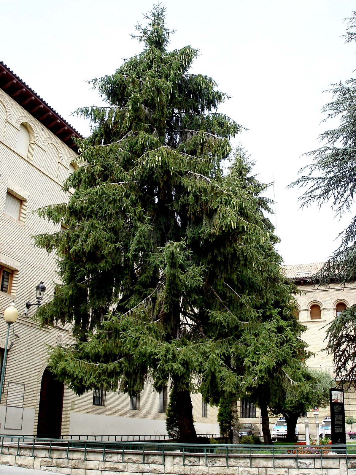 Árboles con alma: Abeto Rojo. Pícea. (Picea abies)