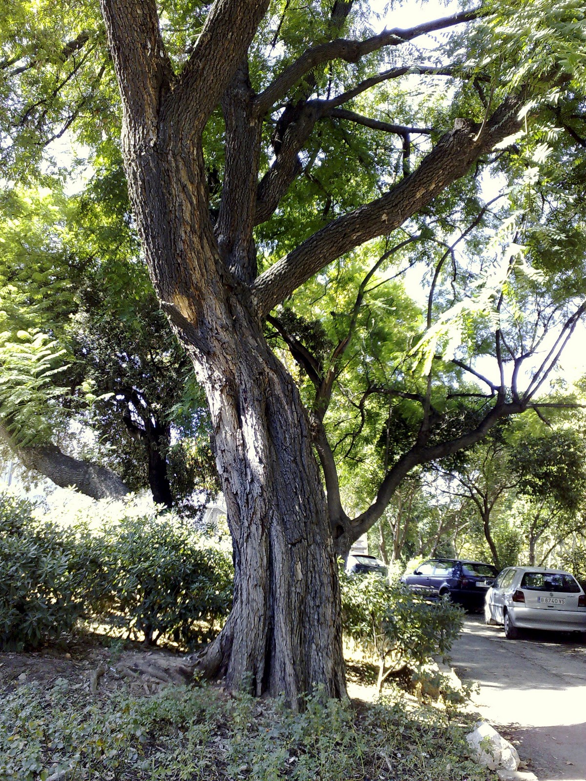 Árboles con alma: Palo Rosa. Acacia de flor amarilla. (Tipuana tipu)