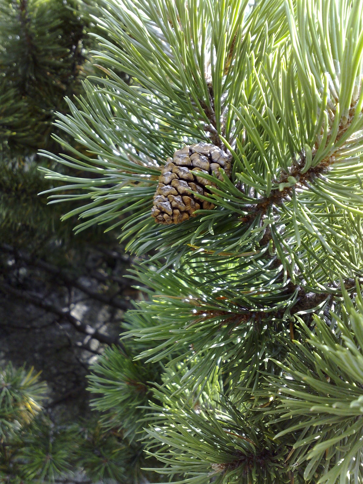 Árboles con alma: Pino negro. Pi negre. (Pinus uncinata)