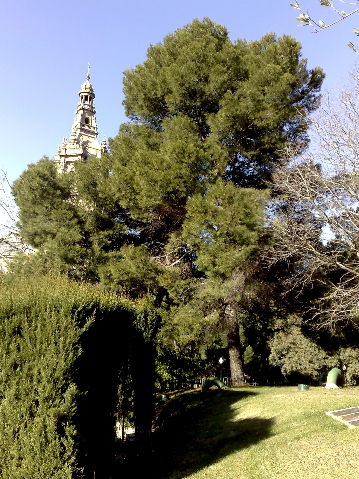 Árboles con alma: Pino Carrasco. Pi blanc. (Pinus halepensis)