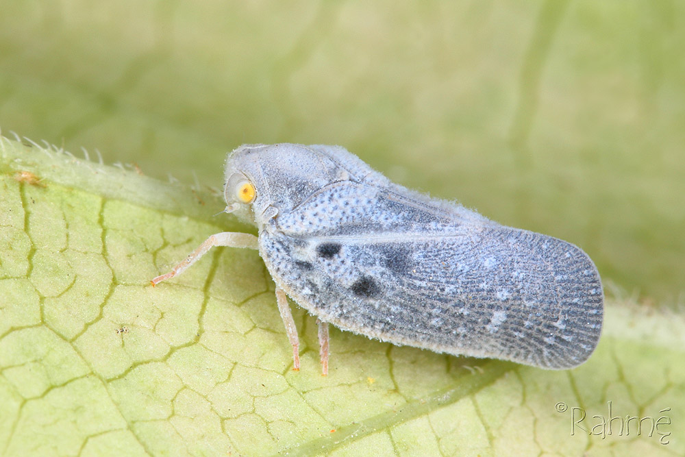 Nature Photography of Nikola Rahmé: Metcalfa pruinosa