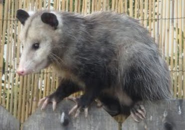 Animais: Gambá-de-virgínia