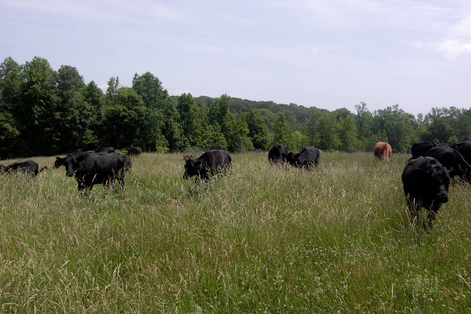 Faith Farm Foods: Intensive grazing in action.