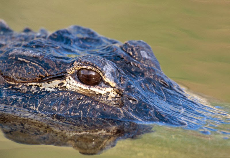 El caimán .. segunda parte - Balovega