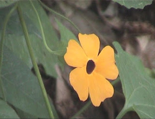 Marilope - 2da parte - Balovega