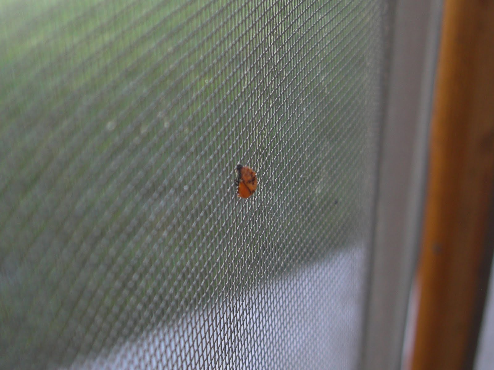 Triplet Butterfly Wings: About our Butterfly Beauties