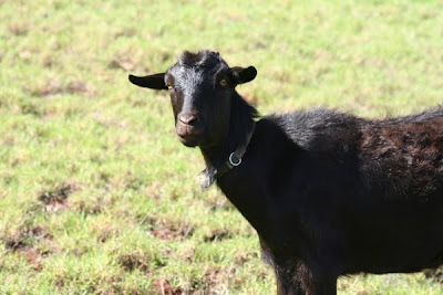 Jonara Blu Maui: My Hawaiian Goats!