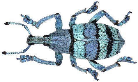 It's A Dan's World: The World's Top 10 Real Life 'Blue Beetles'