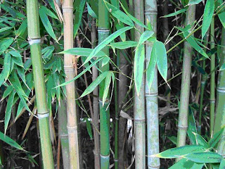 ethnoaida: BULUH / AUR (BAMBOO)