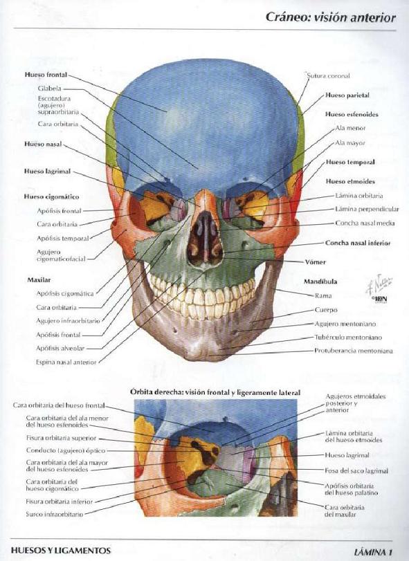 Huesos Del Craneo Vista Frontal - rutorquiet