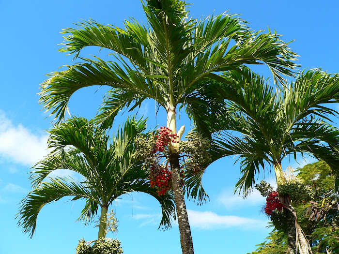 plantemedicinalevindecatoare: planta care vindeca cancerul de orice fel