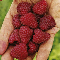 From a Worcester Allotment: Raspberries planted out