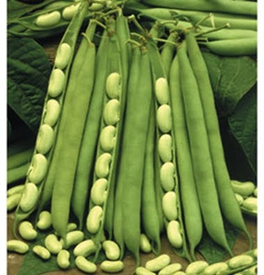 From a Worcester Allotment: Discover: Shell beans