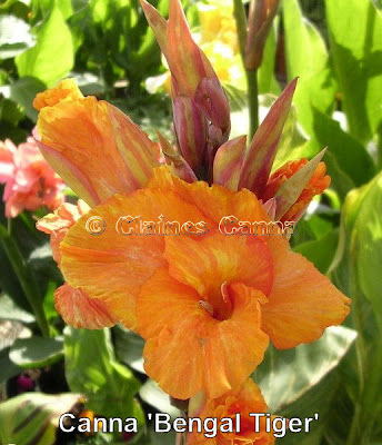 Canna News: Canna 'Bengal Tiger'