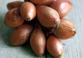From a Worcester Allotment: Growing French Shallots