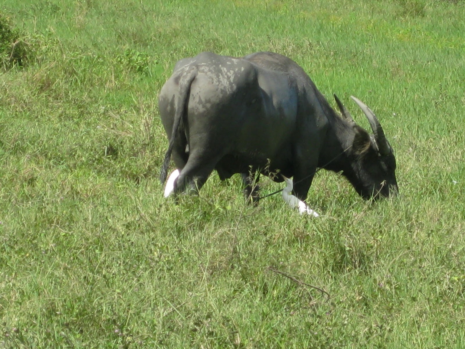 Kleyns In The Philippines: * Farm Animals