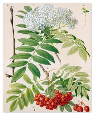 Celtic Tree Month of Rowan | Daughter of Earth and Water