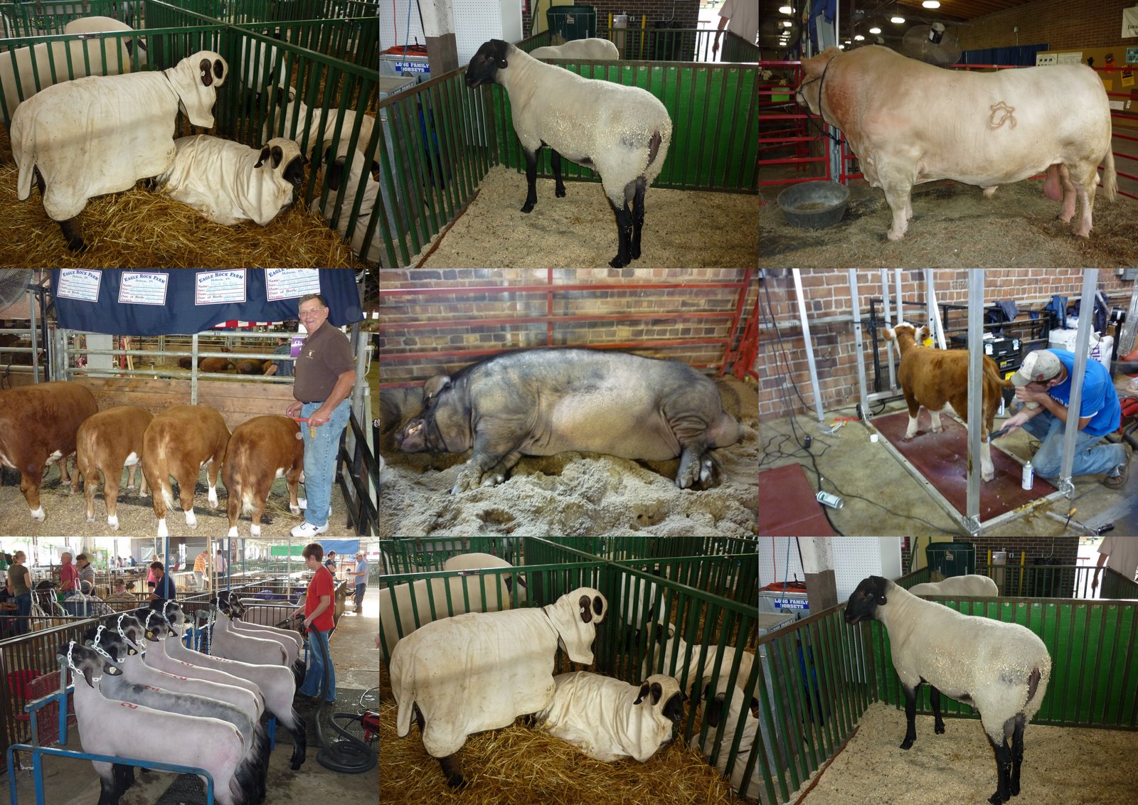 Everlasting Farm: Iowa State Fair