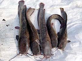 Our Bangladesh: Fishes of Bangladesh