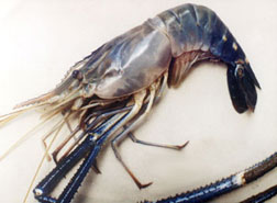 Our Bangladesh: Fishes of Bangladesh