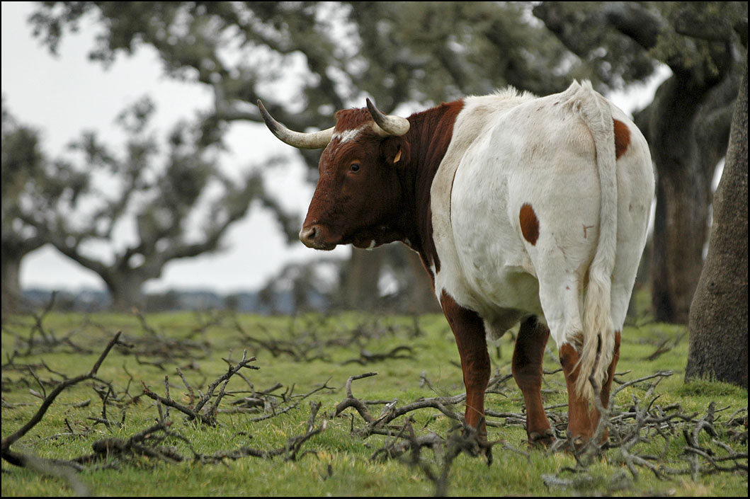 Campos y Ruedos: Cabestro