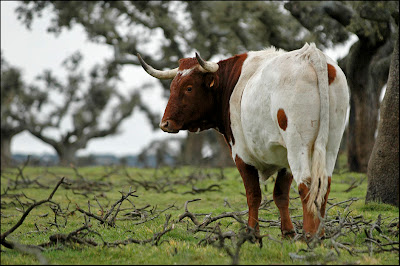 Campos y Ruedos: Cabestro