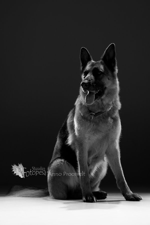 mustvalge foto- saksa lambakoer