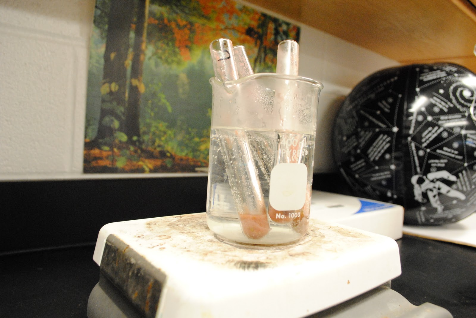 Ms. Sosnoski's Forensic Science Blog: Murder and a Meal Lab