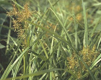 Wild Edible Plant of the Week - Yellow Nutsedge