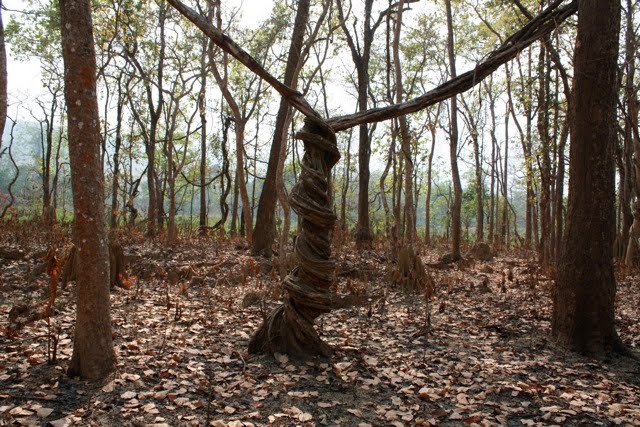 Images of beauty within and beyond: Binding Tree