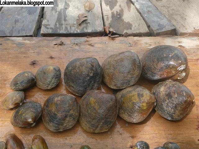 Lokan ~ lokan melaka