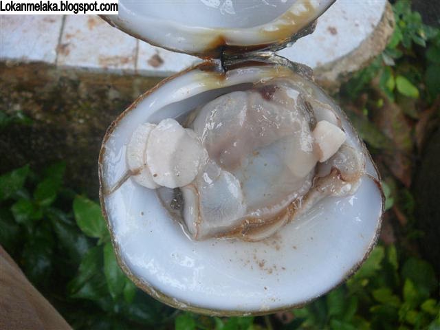 Lokan ~ lokan melaka